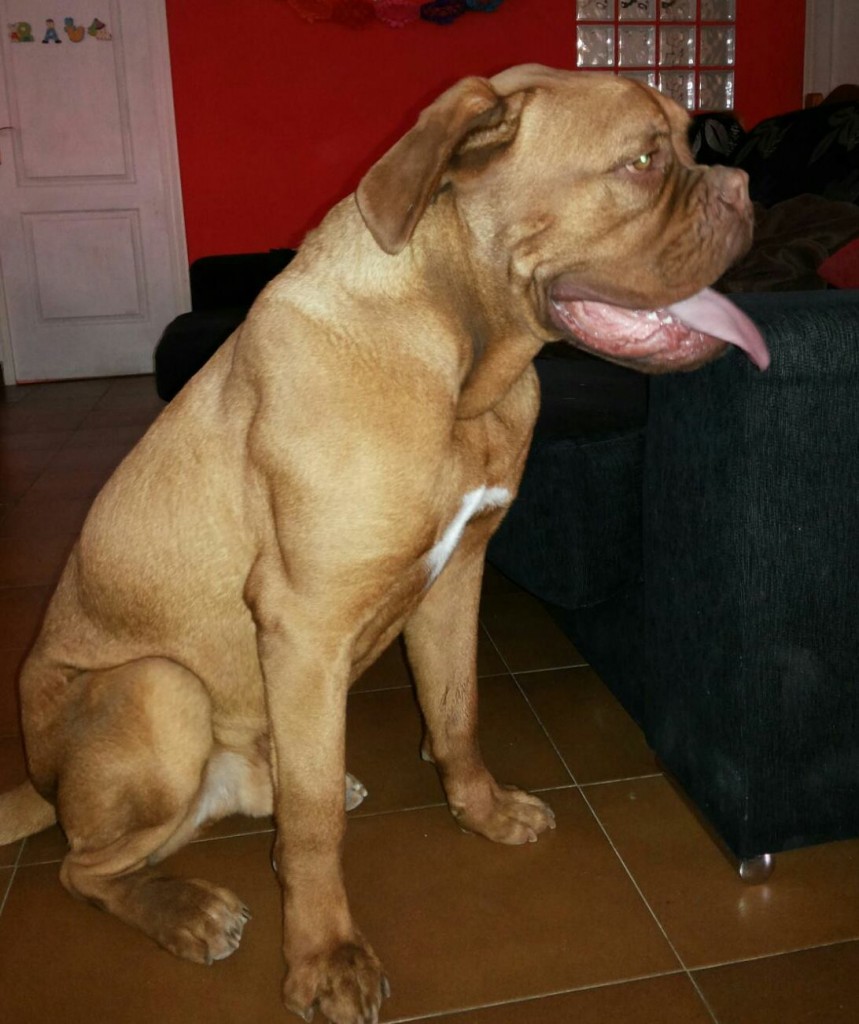 Propietarios de perros pp solicitan al Ayuntamiento de Torrent una ...